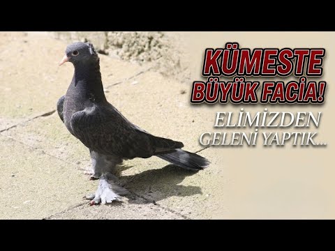 Kümeste Büyük Felaket! Teke Aldığımız Dumanlı’ya Atmaca Saldırdı!
