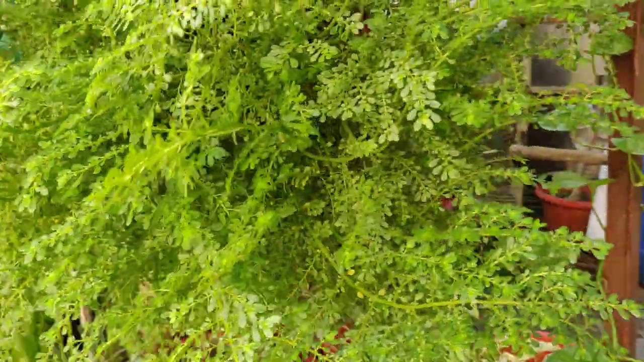 How to grow and care Baby Tears (Soleirolia) Plant. - YouTube