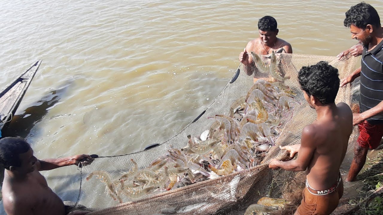 Prawn Catching At Pond||15 kg Rohu Fish Catching||গলদা চিংড়ি ধরা।prawn ...