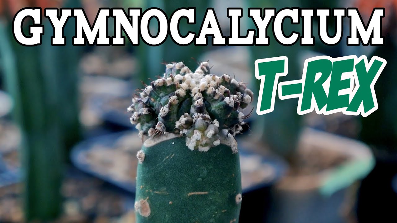 Cactus Gymno T-REX - YouTube