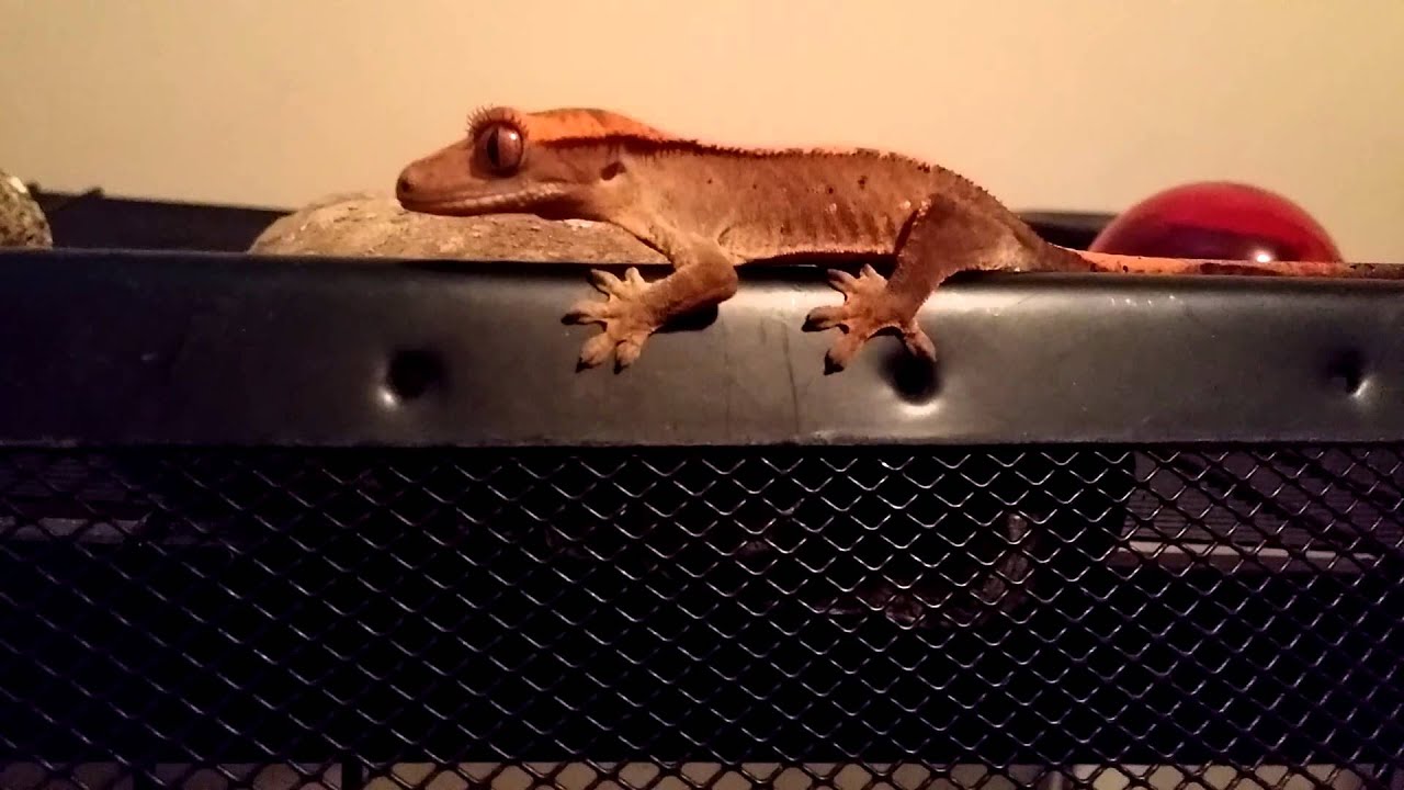 EPIC Crested gecko fight! !!MUST SEE!! -RR - YouTube
