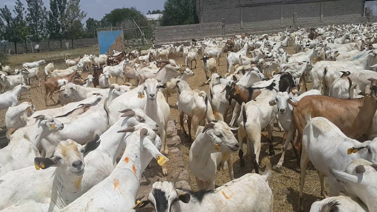 Ethiopian Origen Borana Braed Goats - YouTube