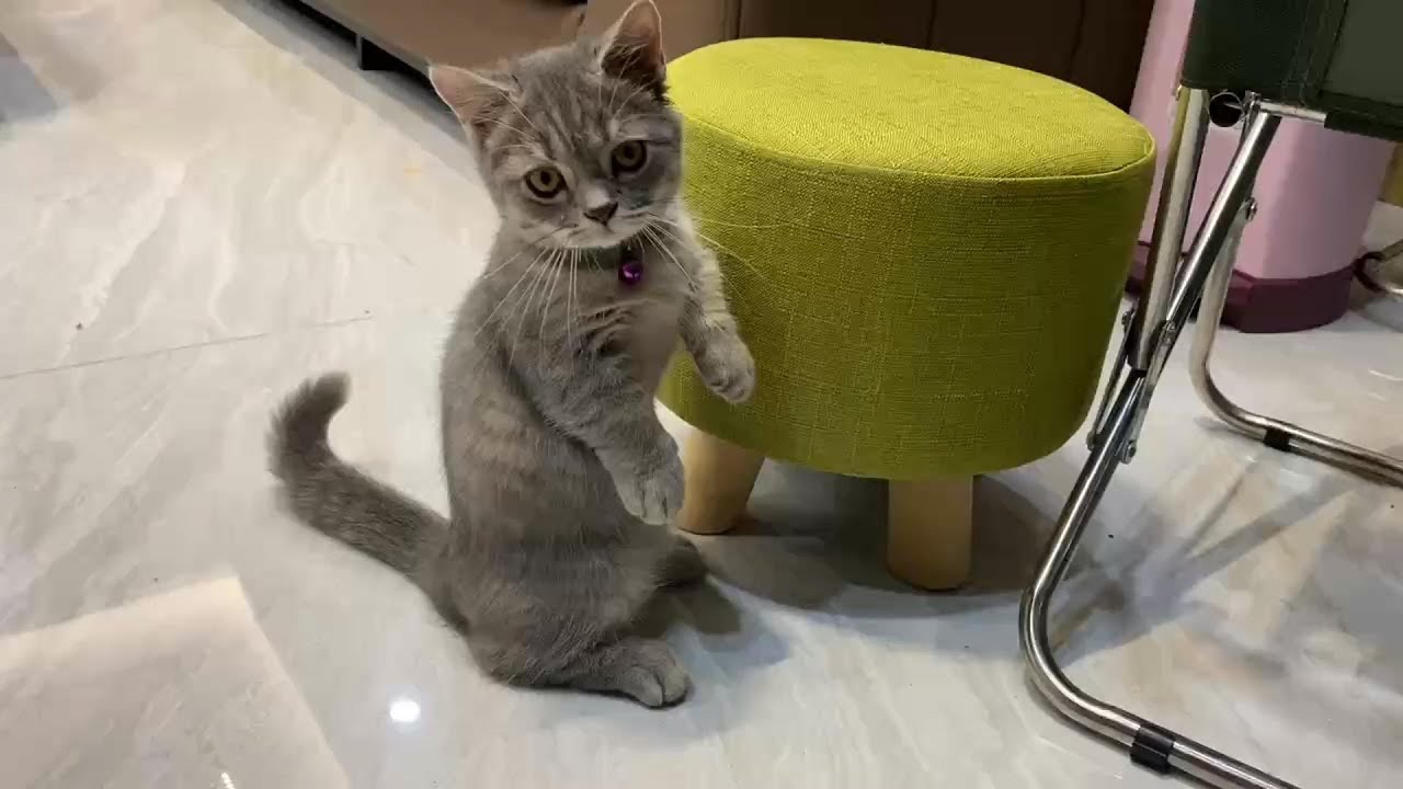 The Moment Captured By The Owner When The Cat Randomly Stood On Two ...