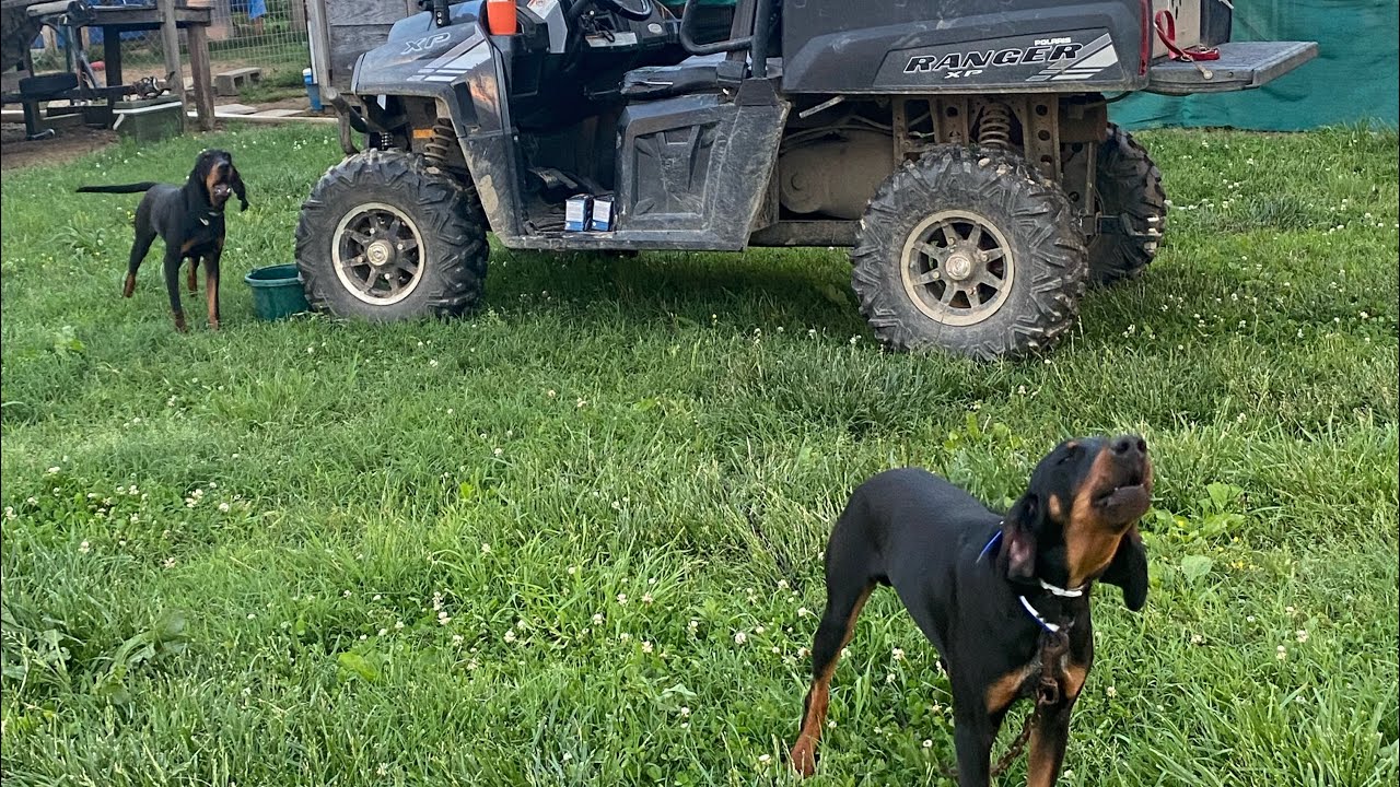 Coon hound training…how to make coon feeders !!!! - YouTube