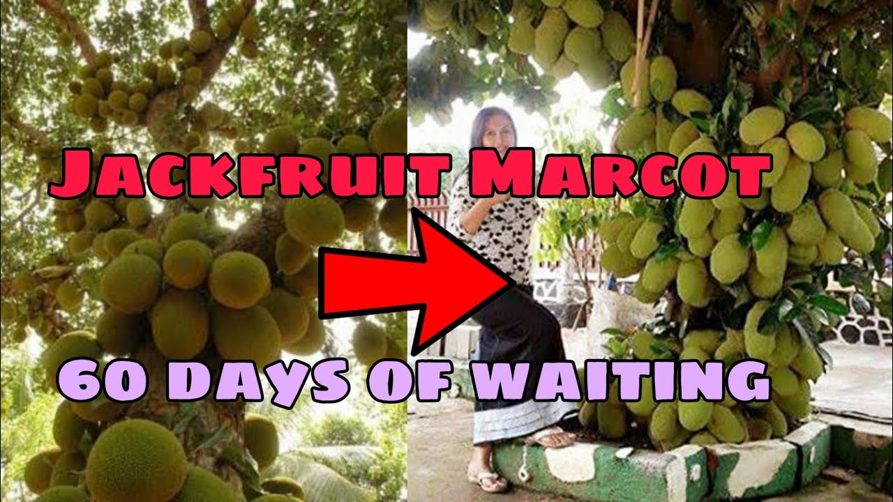 AgriTech: How to Marcot? | Step by Step Process of Marcot a Plant - YouTube