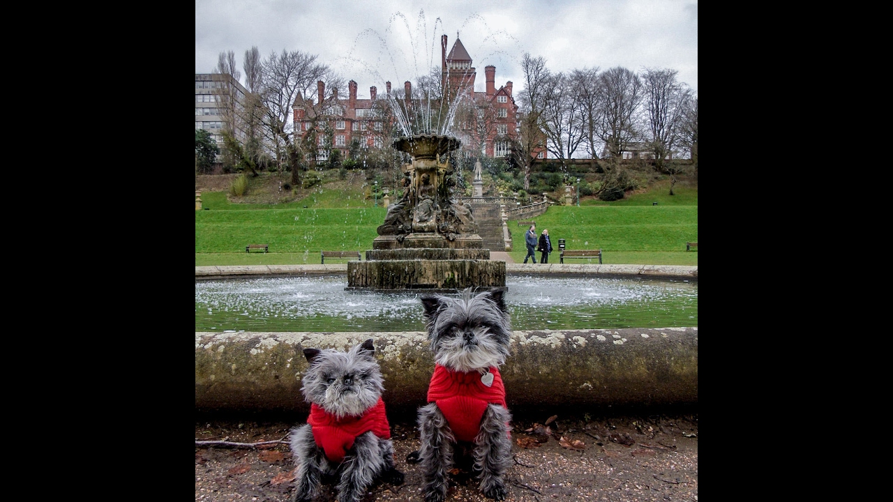 A Winter walk in Avenham Park by two Affenpinschers - YouTube