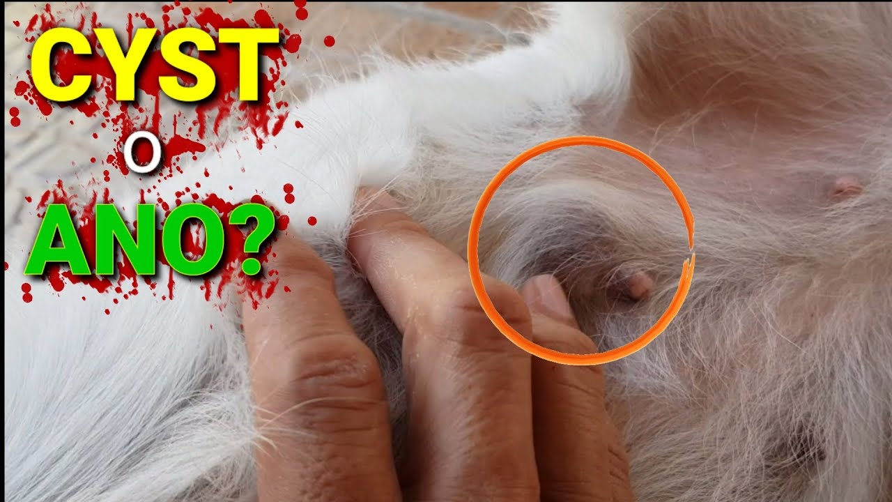 May Tumutubo Na Bukol Sa Tiyan Ng Isa Kong Aso | Cyst Kaya To? (353 ...