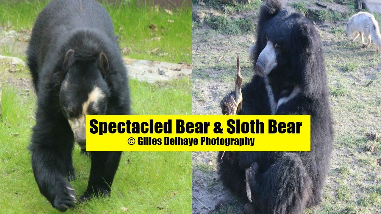Andean (Spectacled) Bear & Sloth Bear - The Differences - G.Delhaye ...