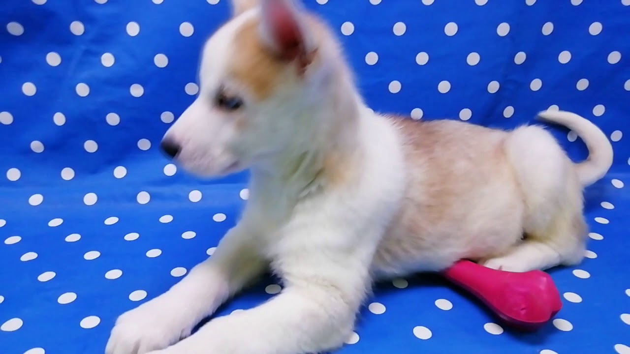 Cachorro Husky Siberiano Tricolor 5768 Aquanatura Barcelona - YouTube