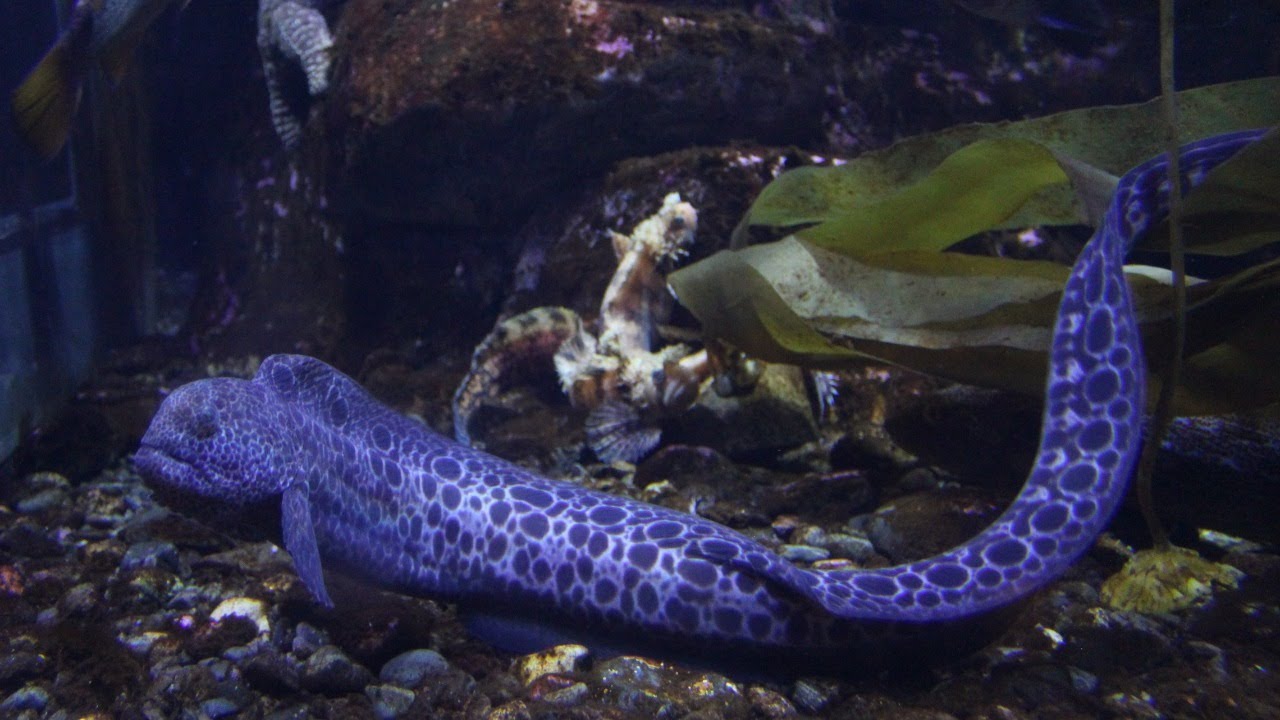 Telequarium: Clay Wolf Eels - YouTube
