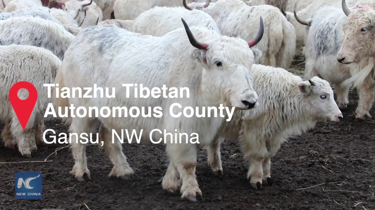 Rare white yaks in the wilderness of NW China - YouTube