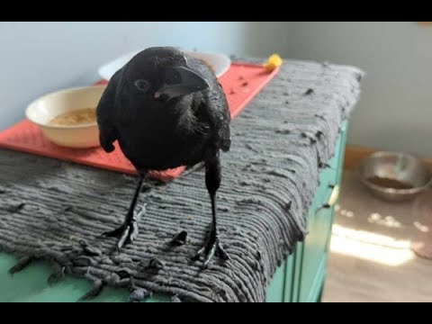 Baby Crow And German Shepherd Dog Eating Together So Nicely - YouTube