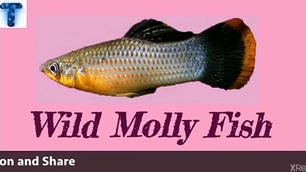 11 kinds of molly's - YouTube