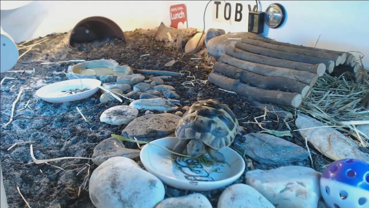 Baby tortoise speed eating | Toby.TV - YouTube