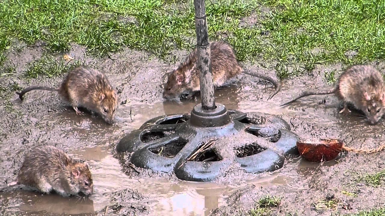 Our Mud Rats (1) - YouTube