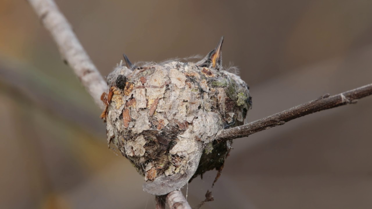 Anna's Hummingbird at nest #5 01/17/2019 - YouTube