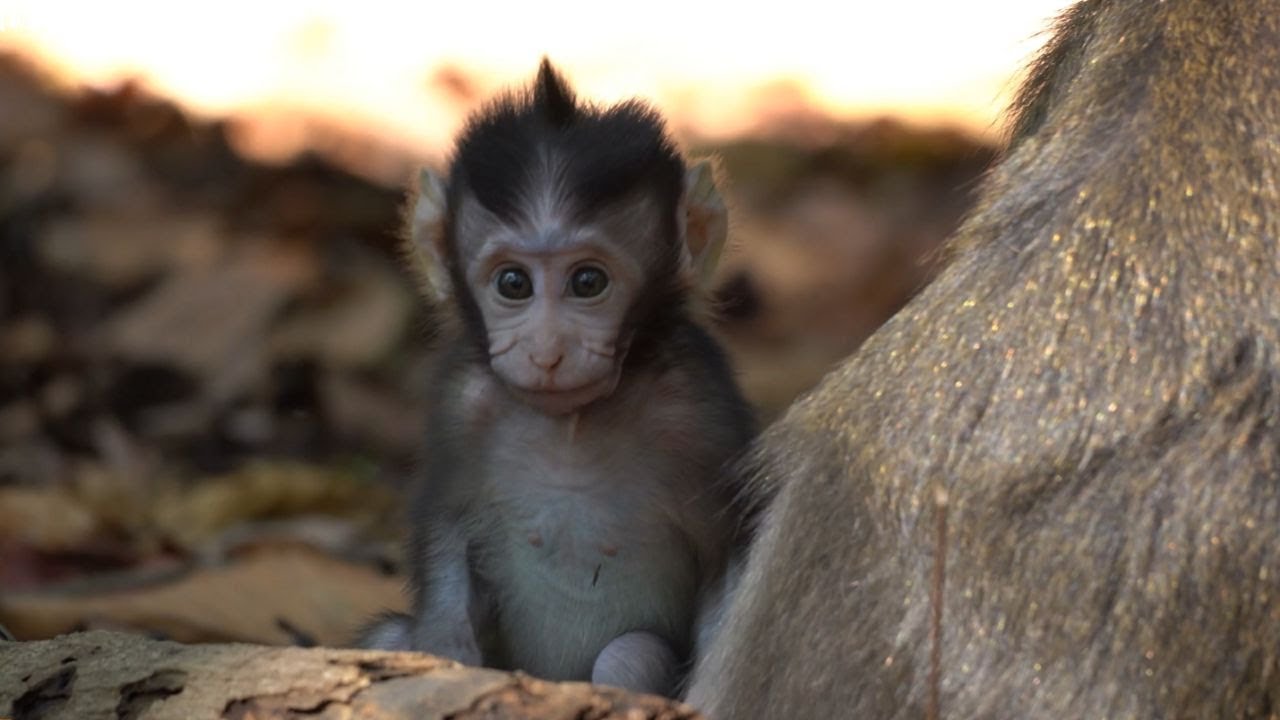 Anak-anak monyet yang imut - YouTube
