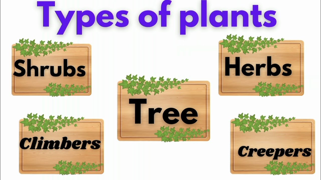 Types of Plants|Types of Plants for Kids| Plants around us|Different ...