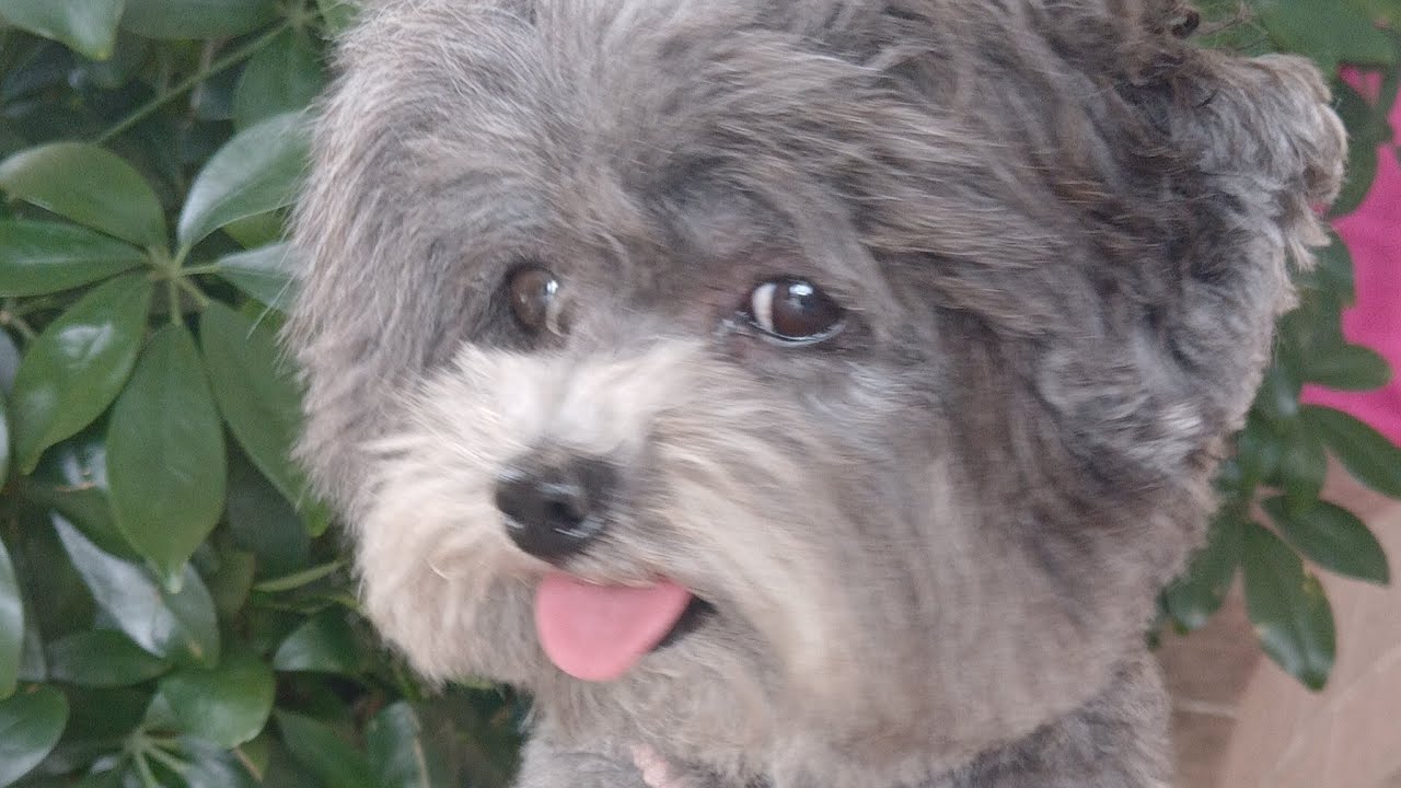 LYN PONCE VLOG is live - YouTube