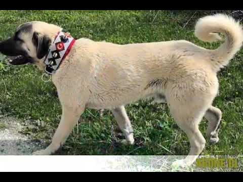 Tasma siparişi için 0530 52 52 652