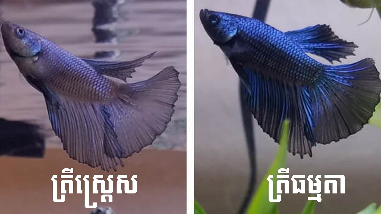 How to make Betta Stop stress for nice color ...