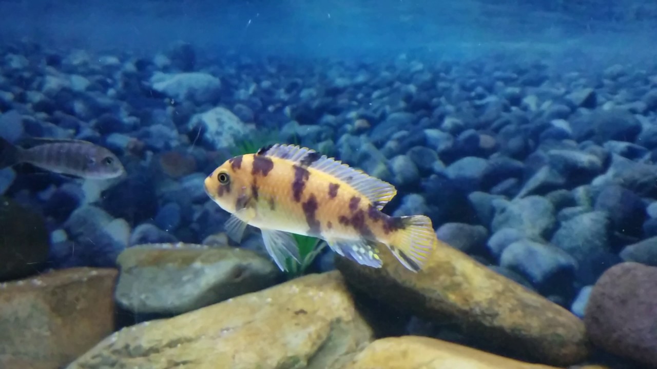 Metriaclima Estherae Red Zebra