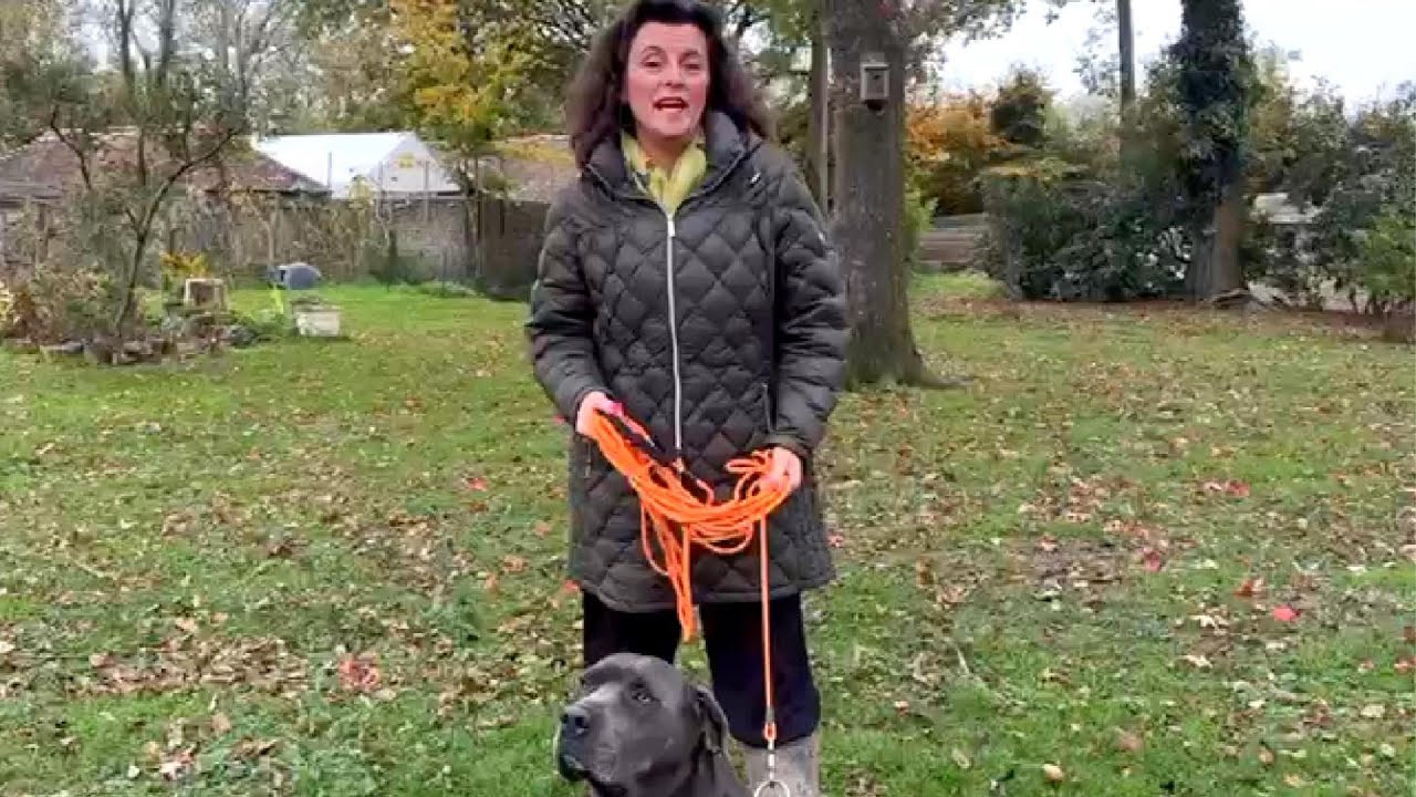 Watch How I Use This 10M Training Lead With My Dog - YouTube