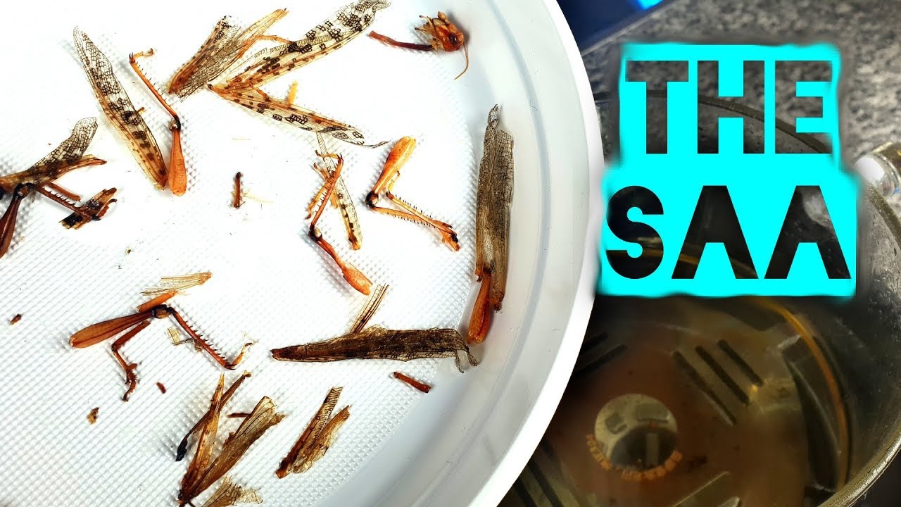 fried DESERT LOCUST (grasshopper) ||| INSECT TASTE TEST - YouTube