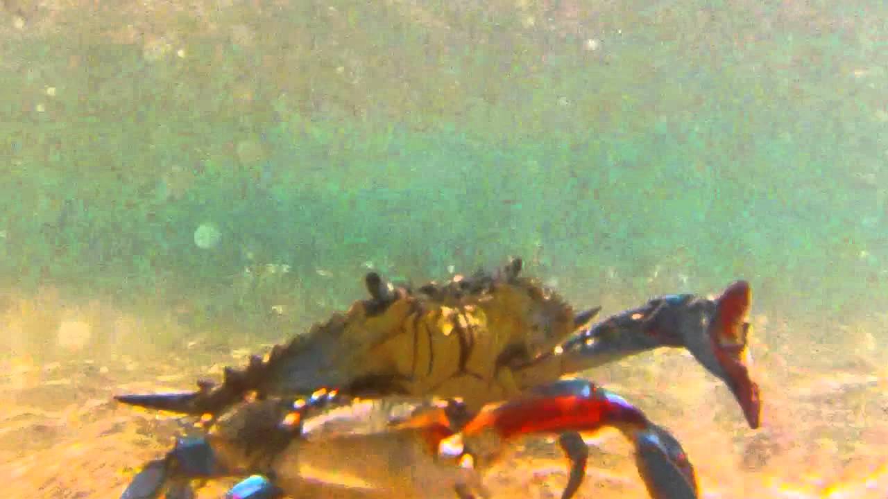 Crab Movie - YouTube