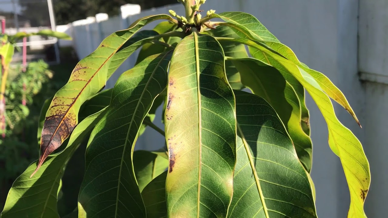 Early Mango Surprise - YouTube