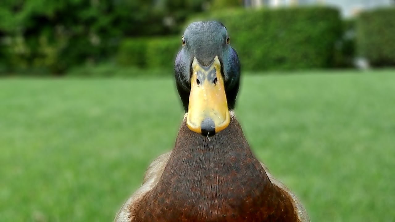 Mallards at Disney World (Anas platyrhynchos) - YouTube