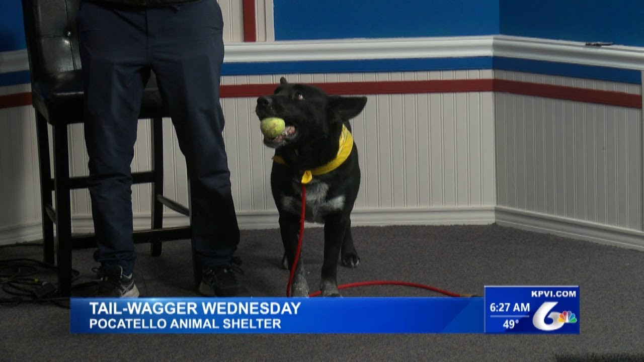 Cosmo Debuts on Tail-Wagger Wednesday - YouTube