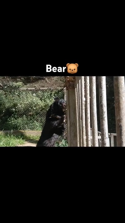 i saw bear in mini zoo rewalsar 🤌 #short #bear #funny #play - YouTube