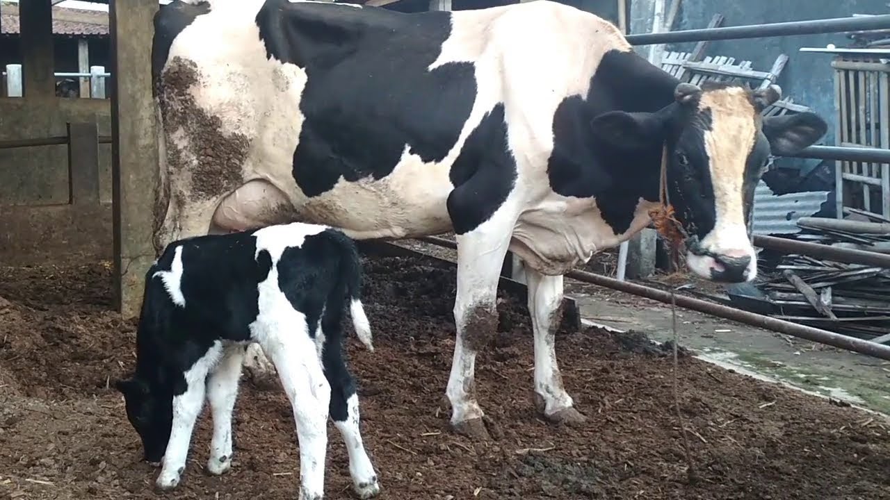 SAPI PERAH INDUKAN BERANAK PEDET JANTAN sapi BRENGGOLO - YouTube