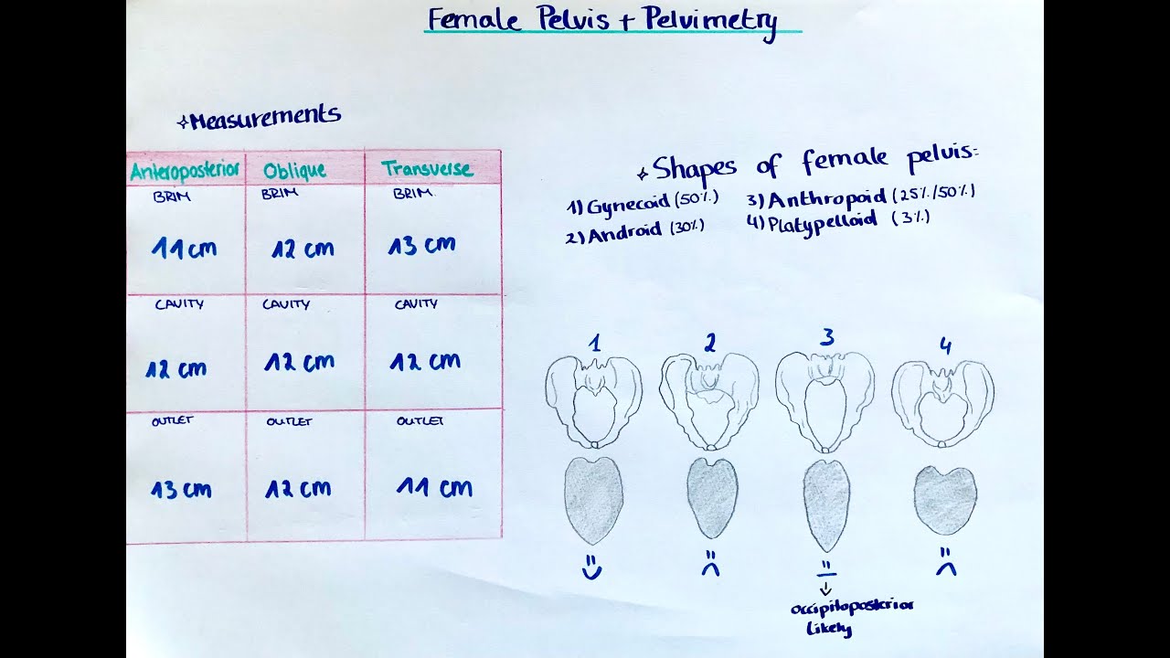 Female Pelvis - Pelvimetry, Shapes and Delivery - YouTube