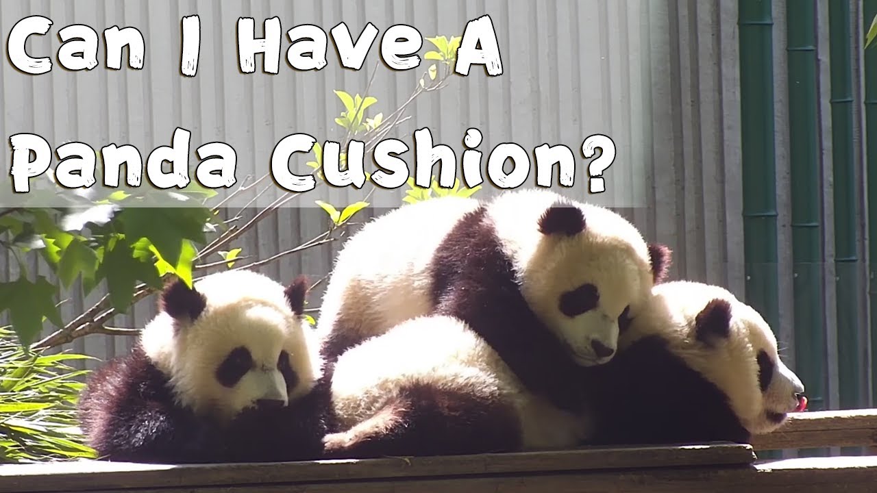 Can I Have A Panda Cushion?| iPanda - YouTube