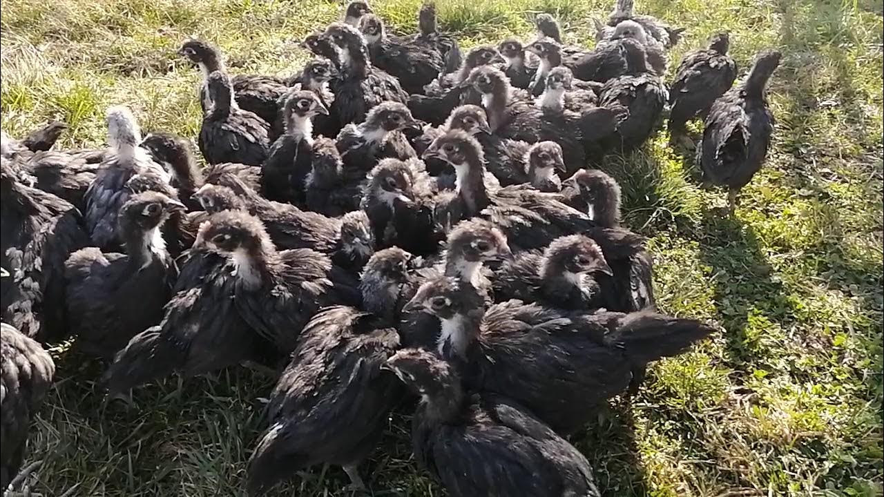 Pui Australorp Negru și Albastru 35 zile - YouTube
