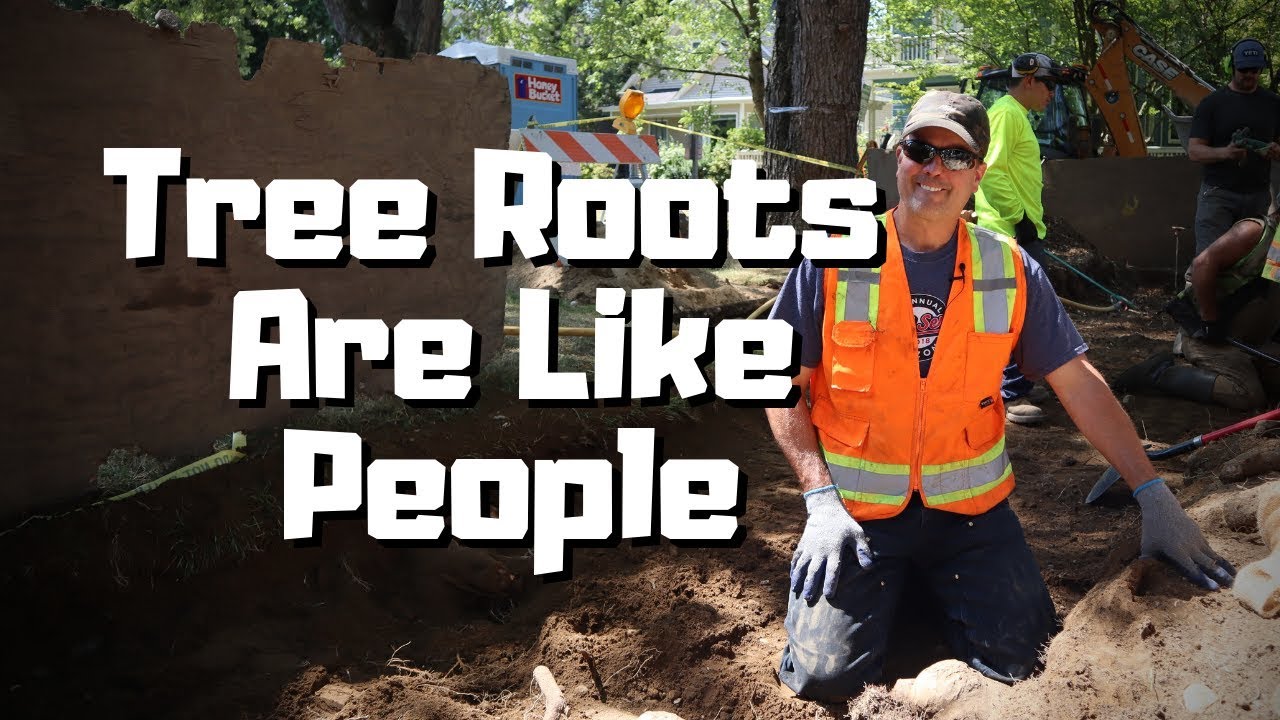 How Tree Roots Are Similar to People - YouTube