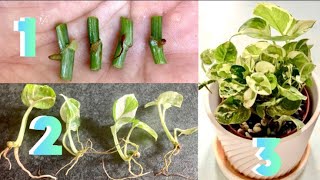 How A Leafless Node Can Be A Full Plant#njoipothos#easyplant