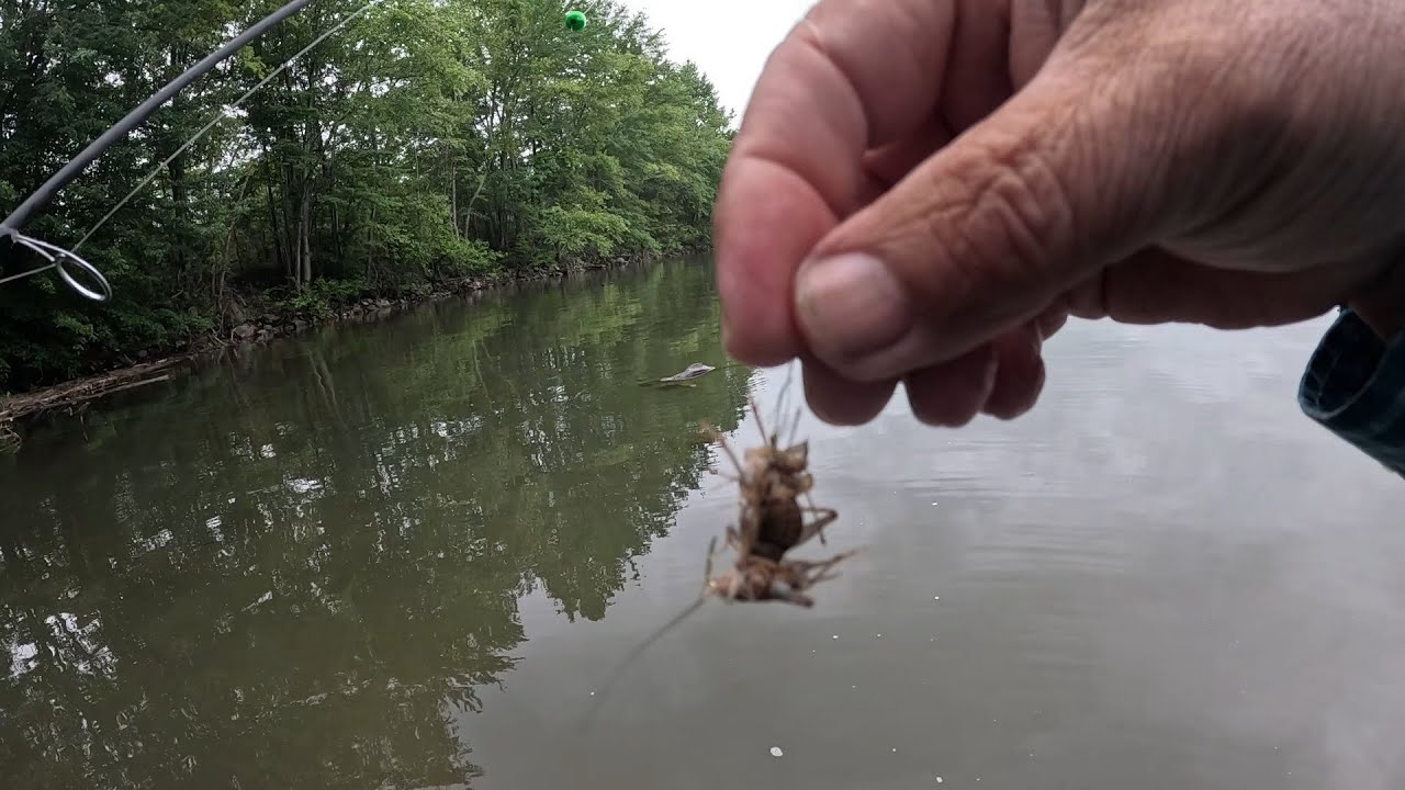 Cricket plus beetle spin catch bream and bluegill - YouTube