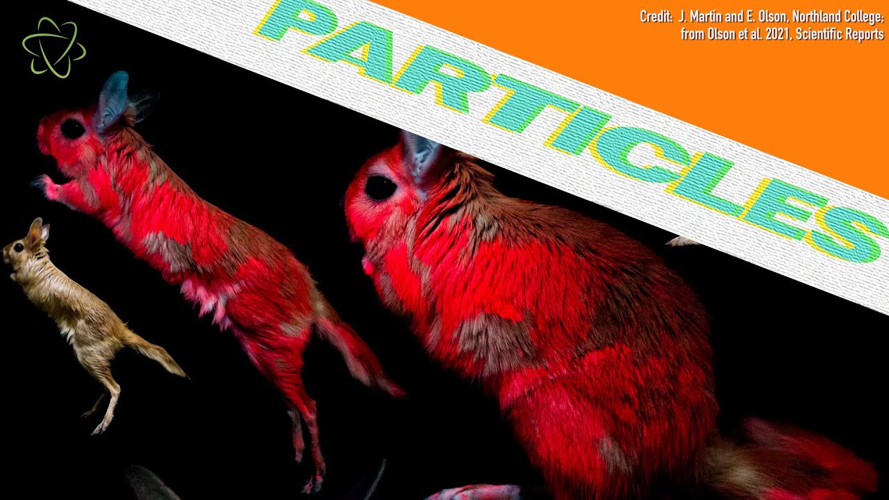 Glowing Jumping Rodent Discovery - YouTube