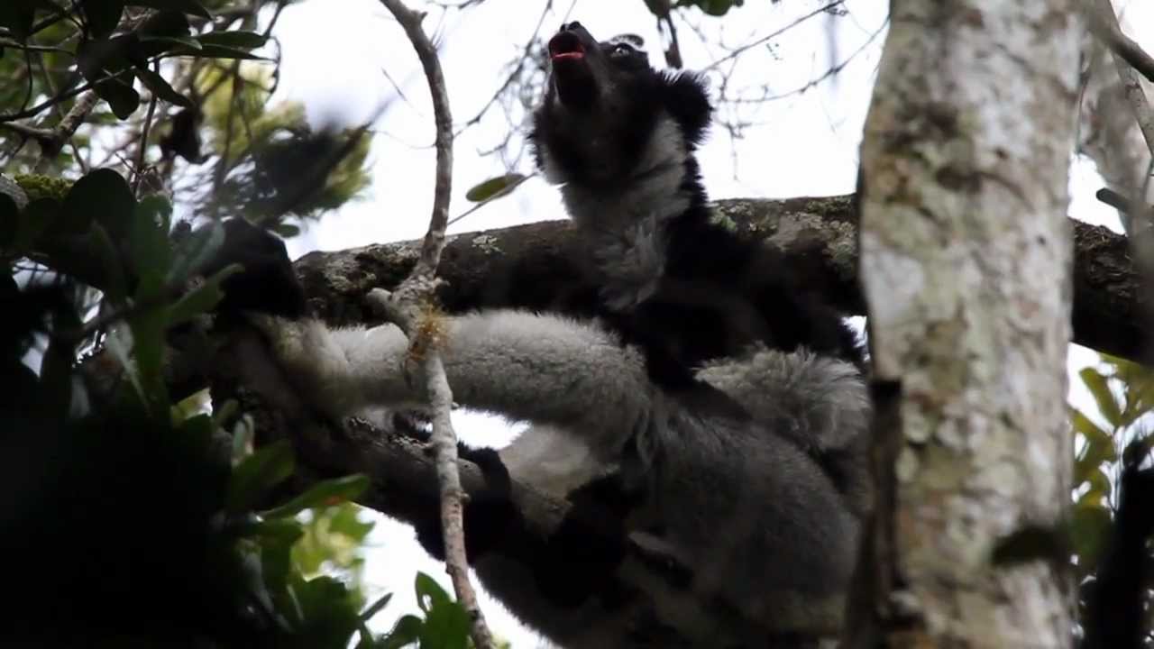 Indri Lemur Singing in Andasibe-Mantadia National Park, Madagascar ...