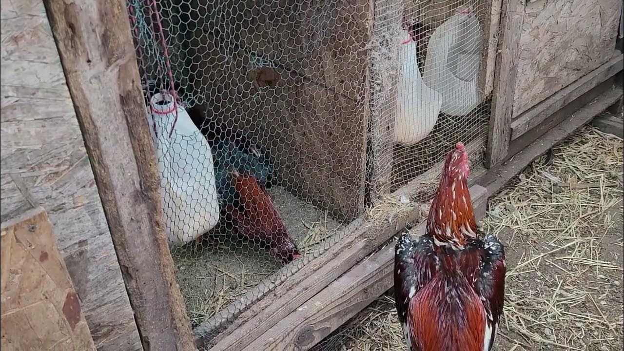 los tham pem txog kuv ob tus qaib ej nyoo 2023 - YouTube