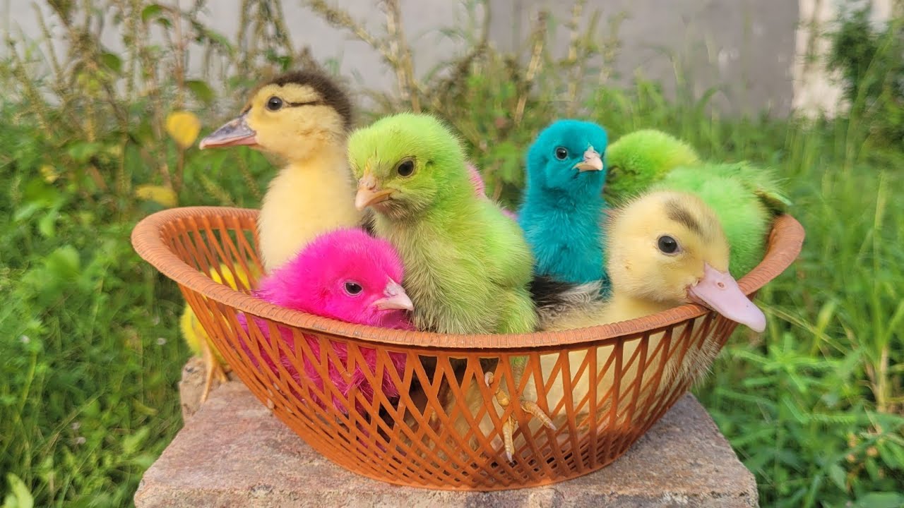Menangkap ayam warna warni,ayam rainbow,ayam lucu,hamster,bebek,angsa ...