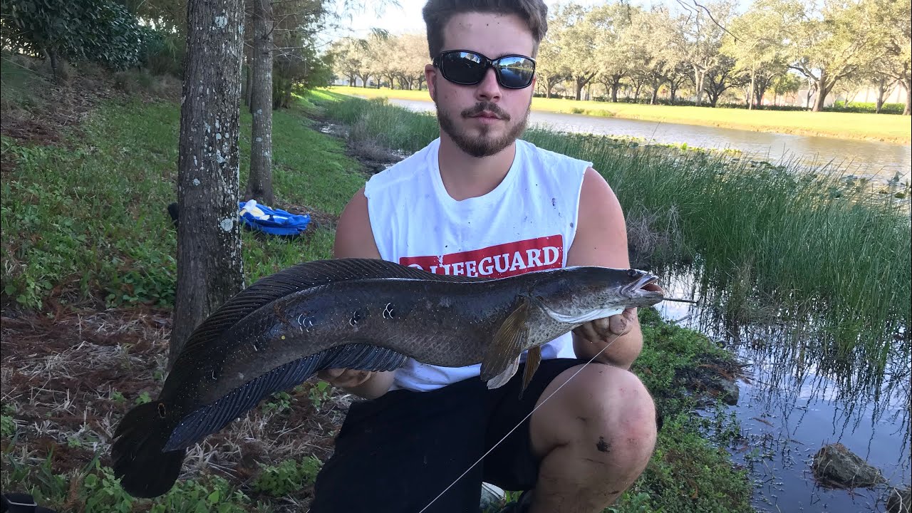 Giant south Florida snakehead! - YouTube
