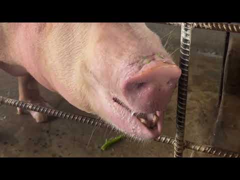 Gestating sow