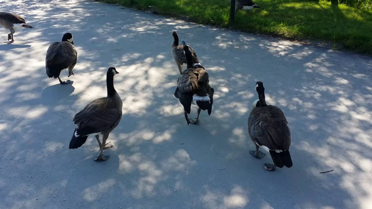 Geese! - YouTube