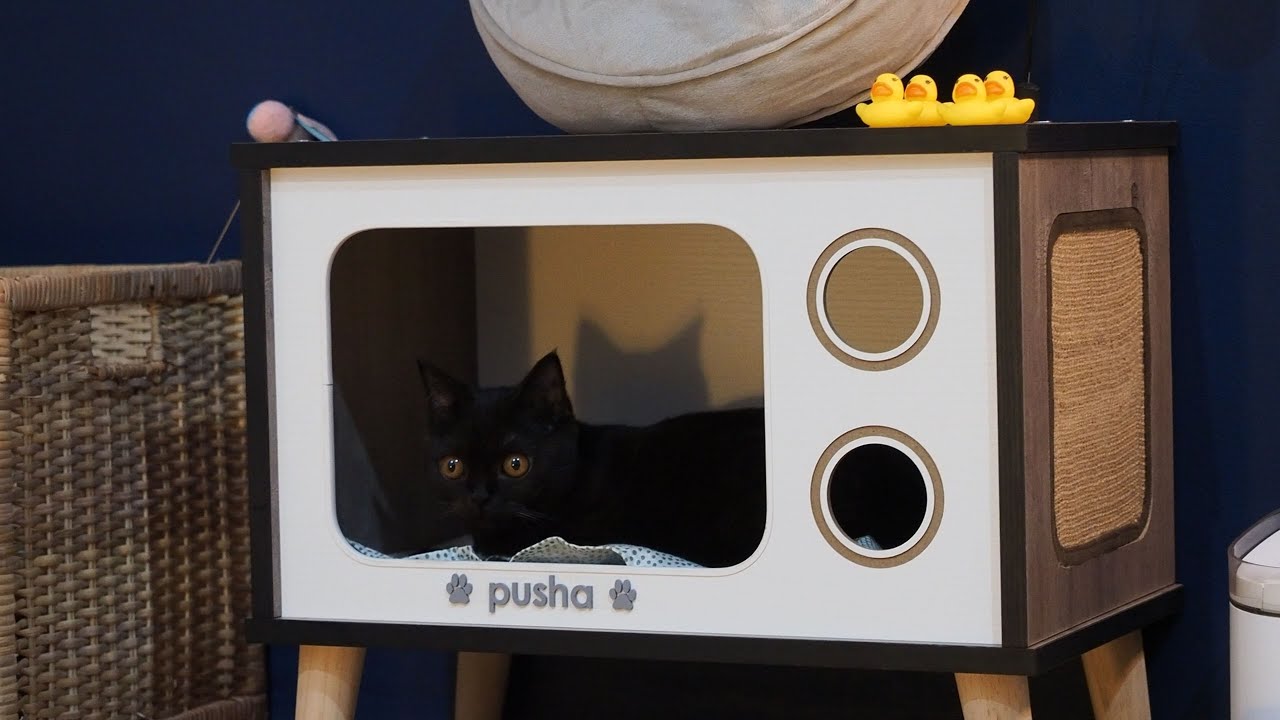 When baby cat Pusha begins to feel comfy at home! - YouTube