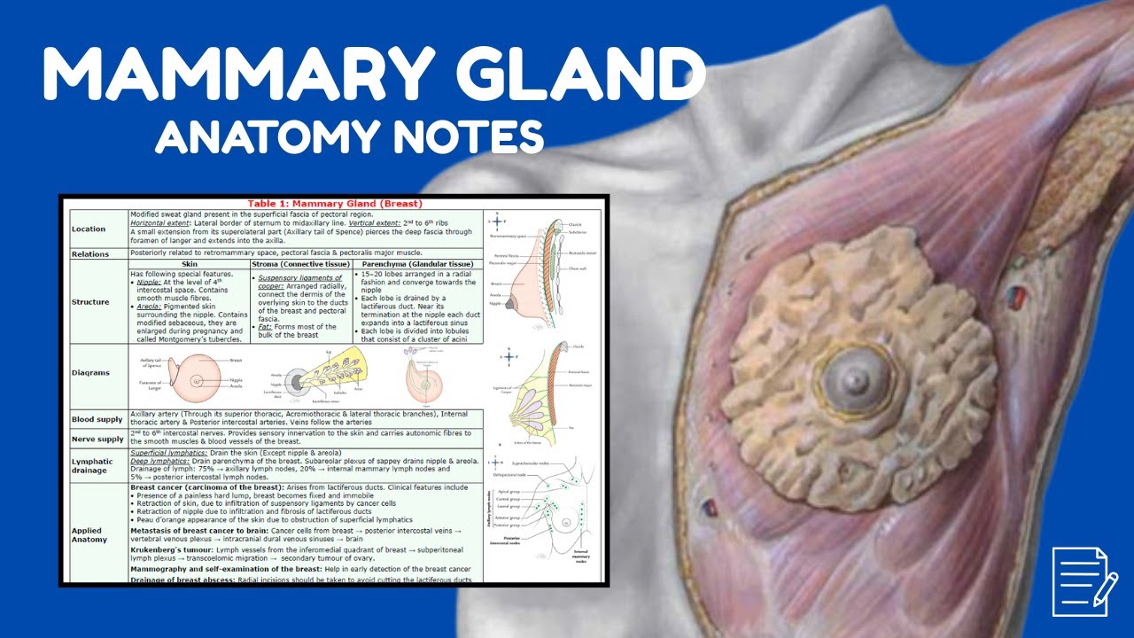 Anatomy of Breast | Mammary Gland | 📝For Notes, Check Description Box👇 ...