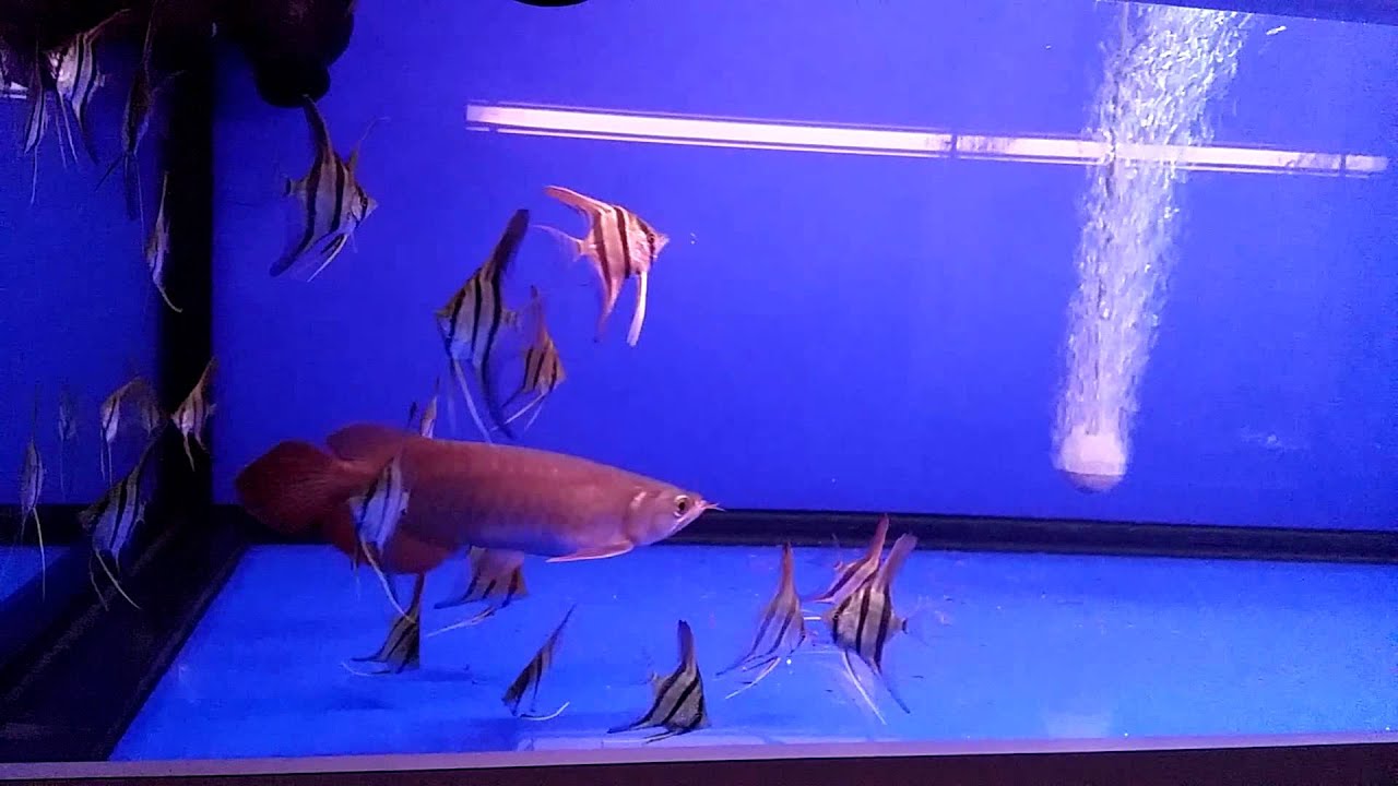 Red Arowana & Altum Angelfish - YouTube